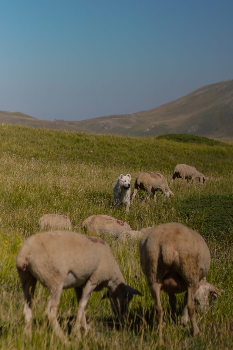 Meet the Maremmano-Abruzzese Sheepdog: Abruzzo’s Loyal Guardian